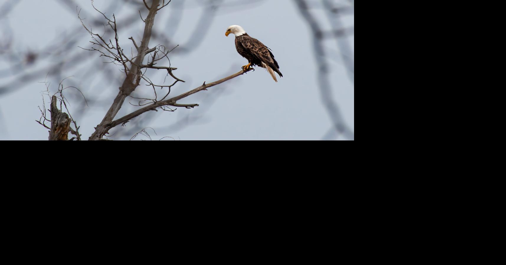 Wildart: Silent Sentry | Local News | hjnews.com