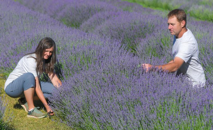 Millville farm The Lavender Apple prepares to hold its third annual ...