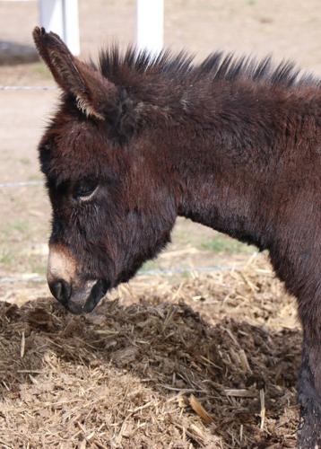 'Mini farm' celebrates spring with baby animals, festivities ...