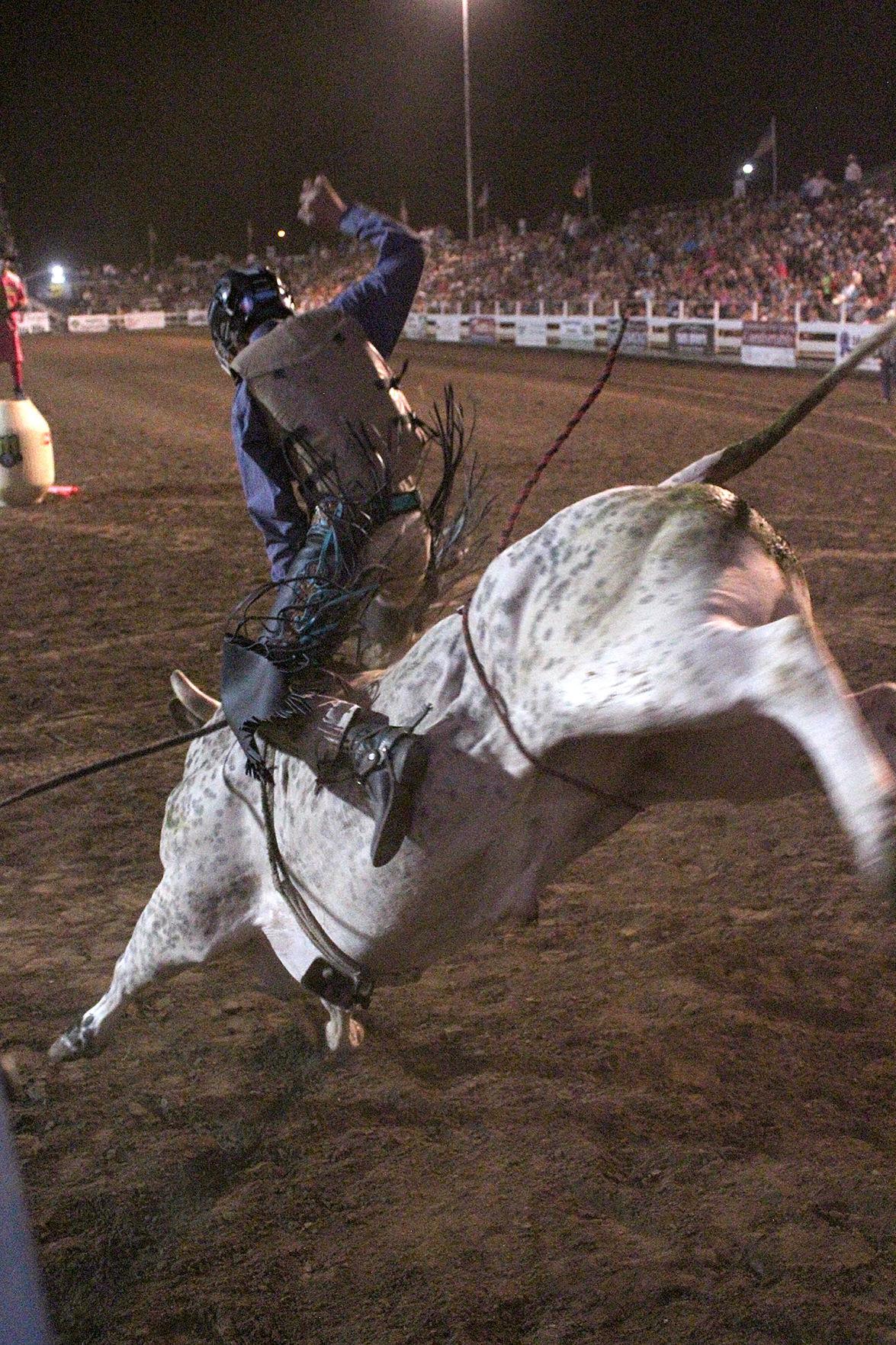 Bull steals Thursday night show | Preston Citizen | hjnews.com