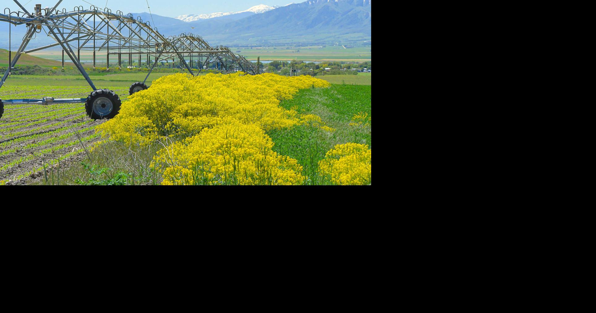 Invasive weed Dyer's Woad covers hills and fields this spring | Local ...