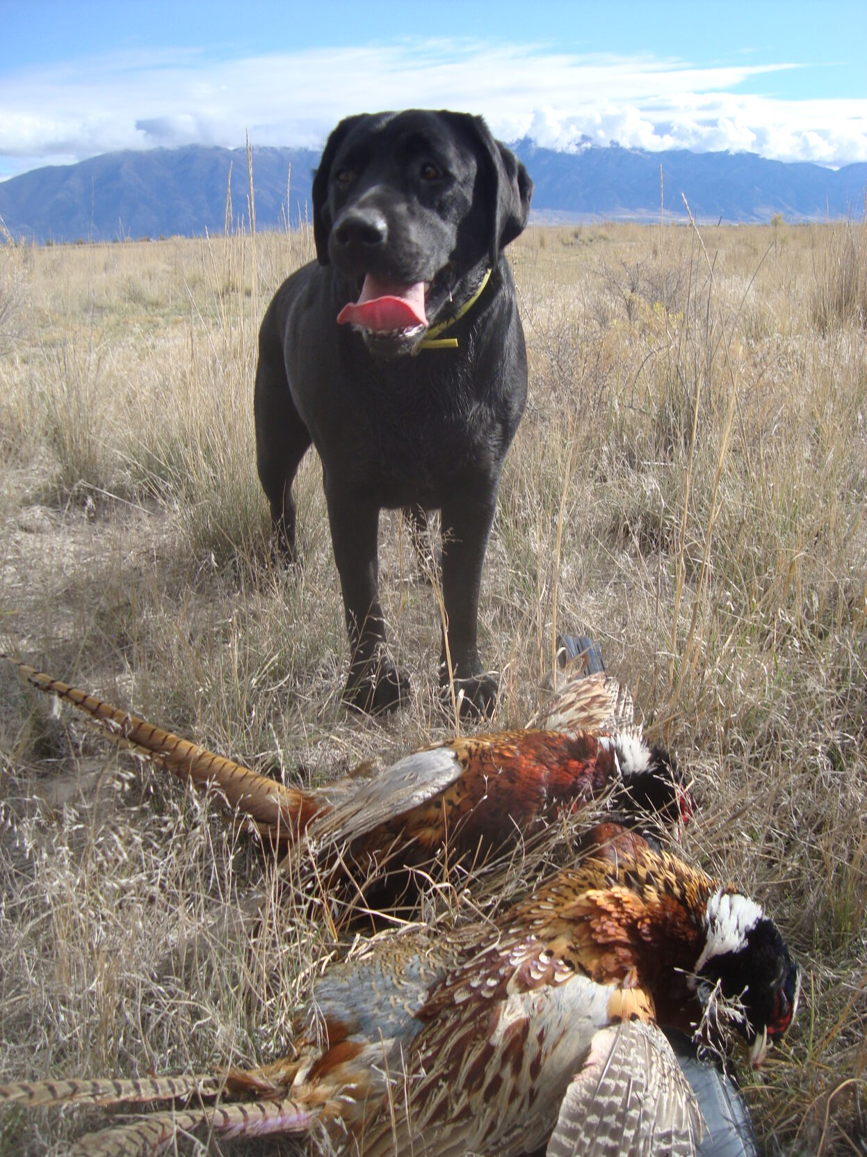 Some thoughts on managing native species | Features | hjnews.com