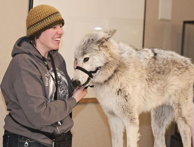 Wolf-dog and handlers help teach kids about wolves, ecosystem ...