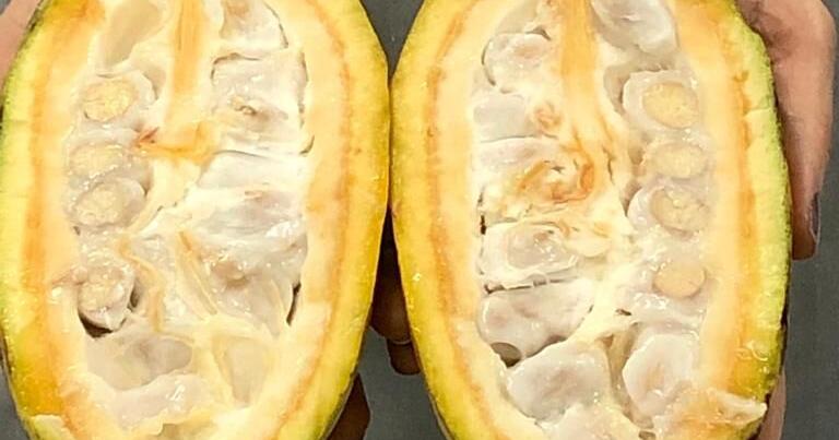 Aggie Chocolate Factory processes unique albino cocoa bean | Local News ...