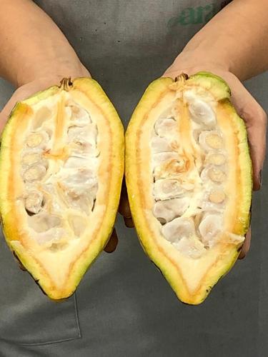 Aggie Chocolate Factory processes unique albino cocoa bean | Local News ...
