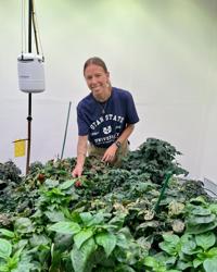 USU researchers explore mini vegetable plants for urban agriculture ...