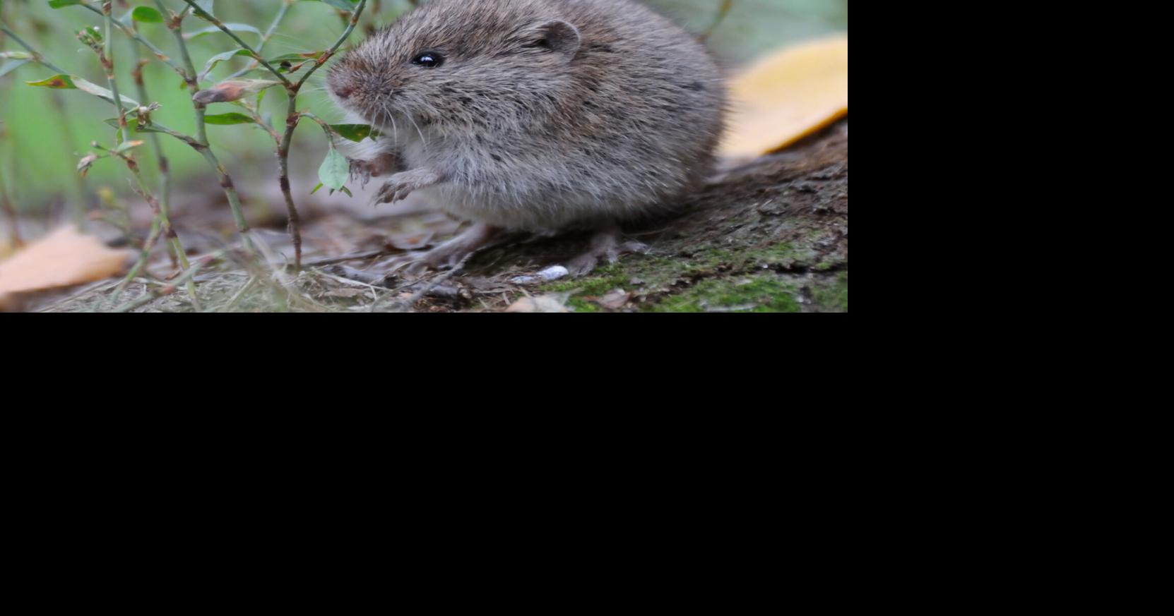 How to Deal With Voles in Your Landscape | Preston Citizen | hjnews.com