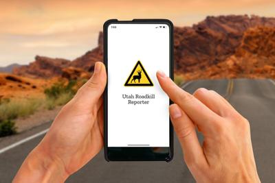 DWR, UDOT release new app to allow public to report roadkill | Features | hjnews.com