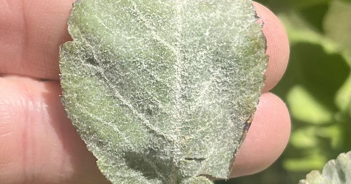 Watch for Powdery Mildew | Preston Citizen | hjnews.com