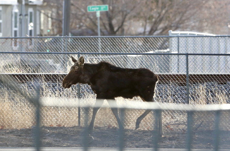 Idaho Fish and Game tranquilizes moose on the loose in Chubbuck | Game ...