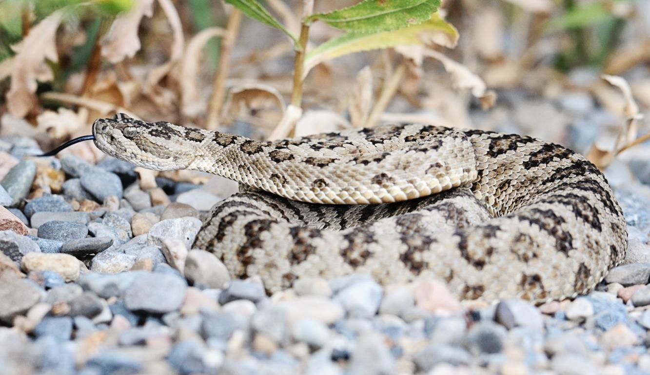 A snake in the grass: Rattler bites rare in Northern Utah, but hikers ...