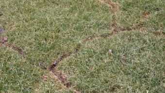 Voles creating a furry underground fury | Environment | hjnews.com
