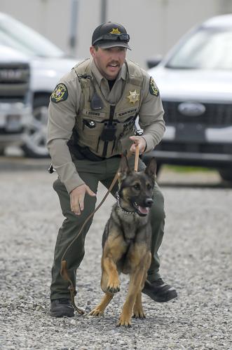 Newest Cache County Sheriff's Office K-9 already at work | Local News ...