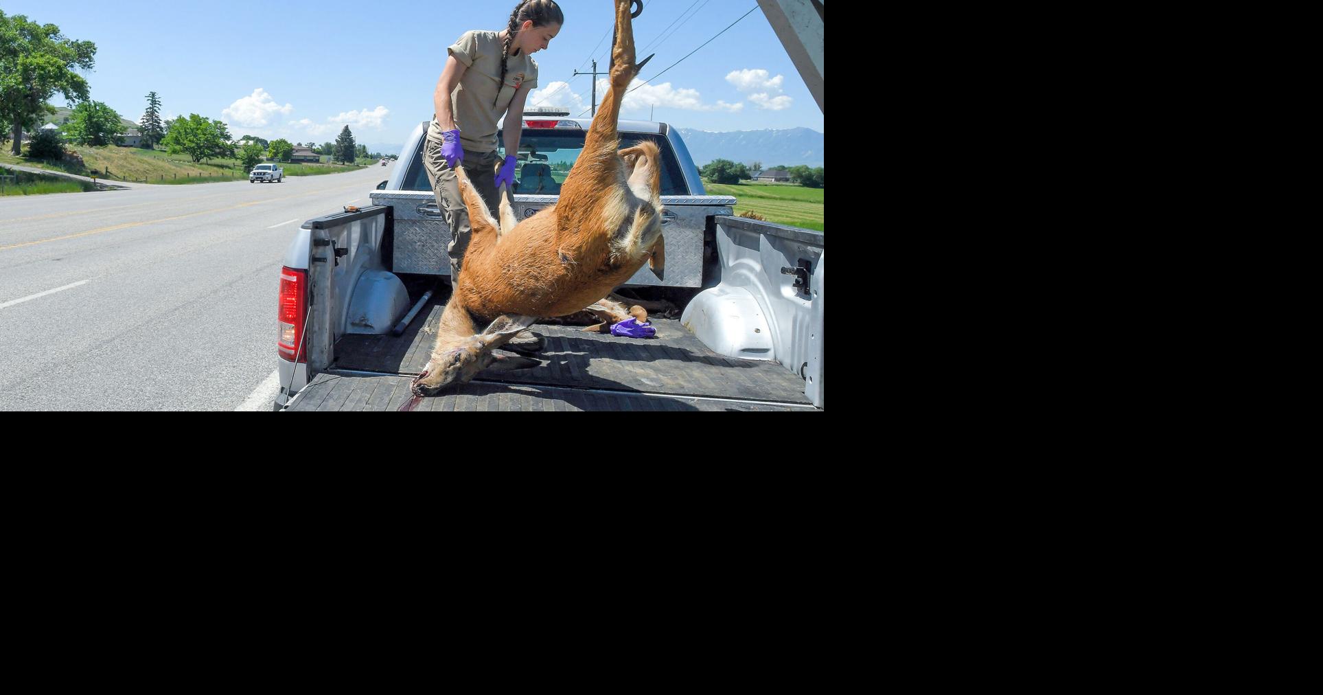 Cleaning up roadkill on Utah's highways | Local News | hjnews.com