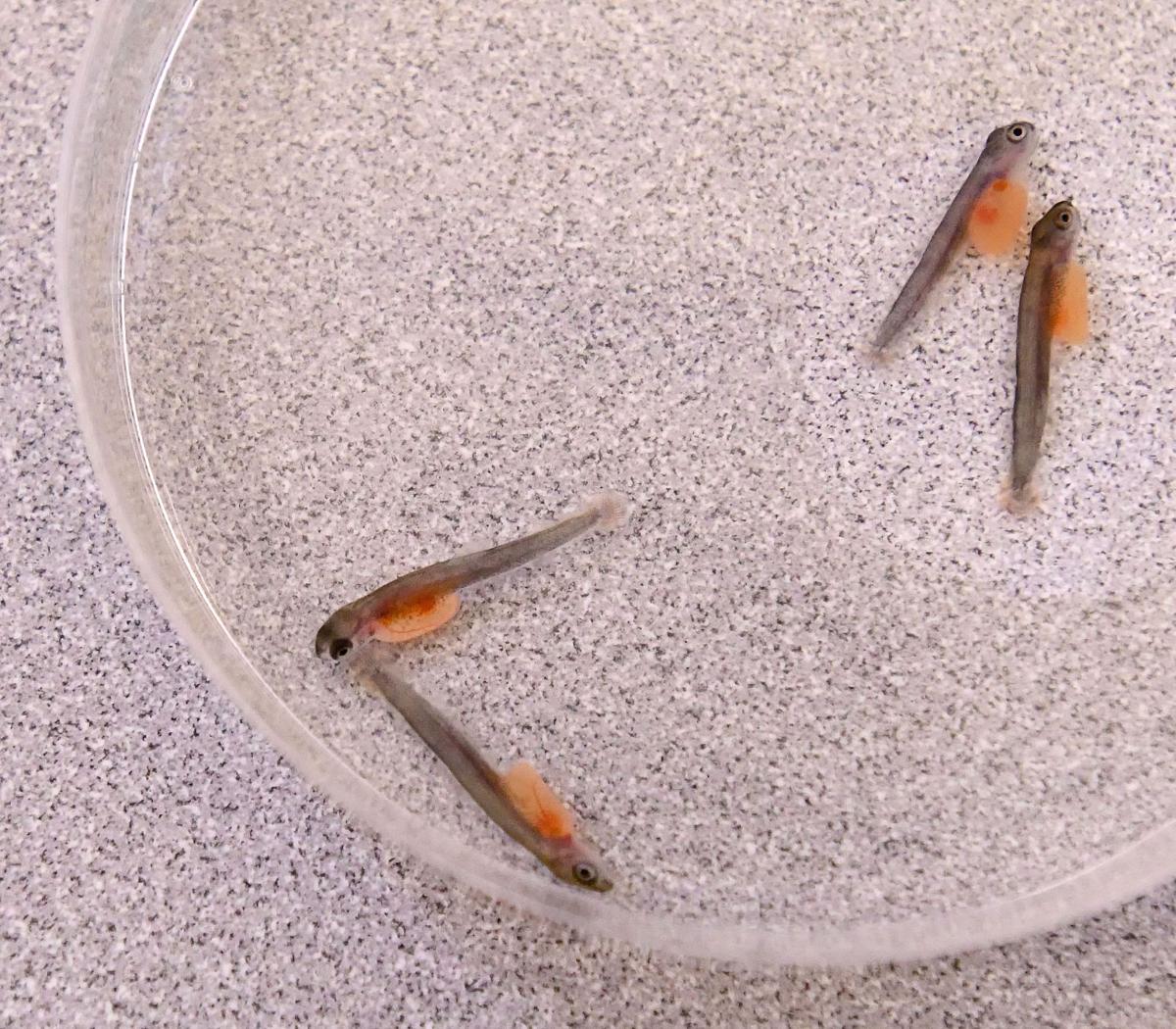Slippery science: Elementary students raise trout in classrooms | The ...
