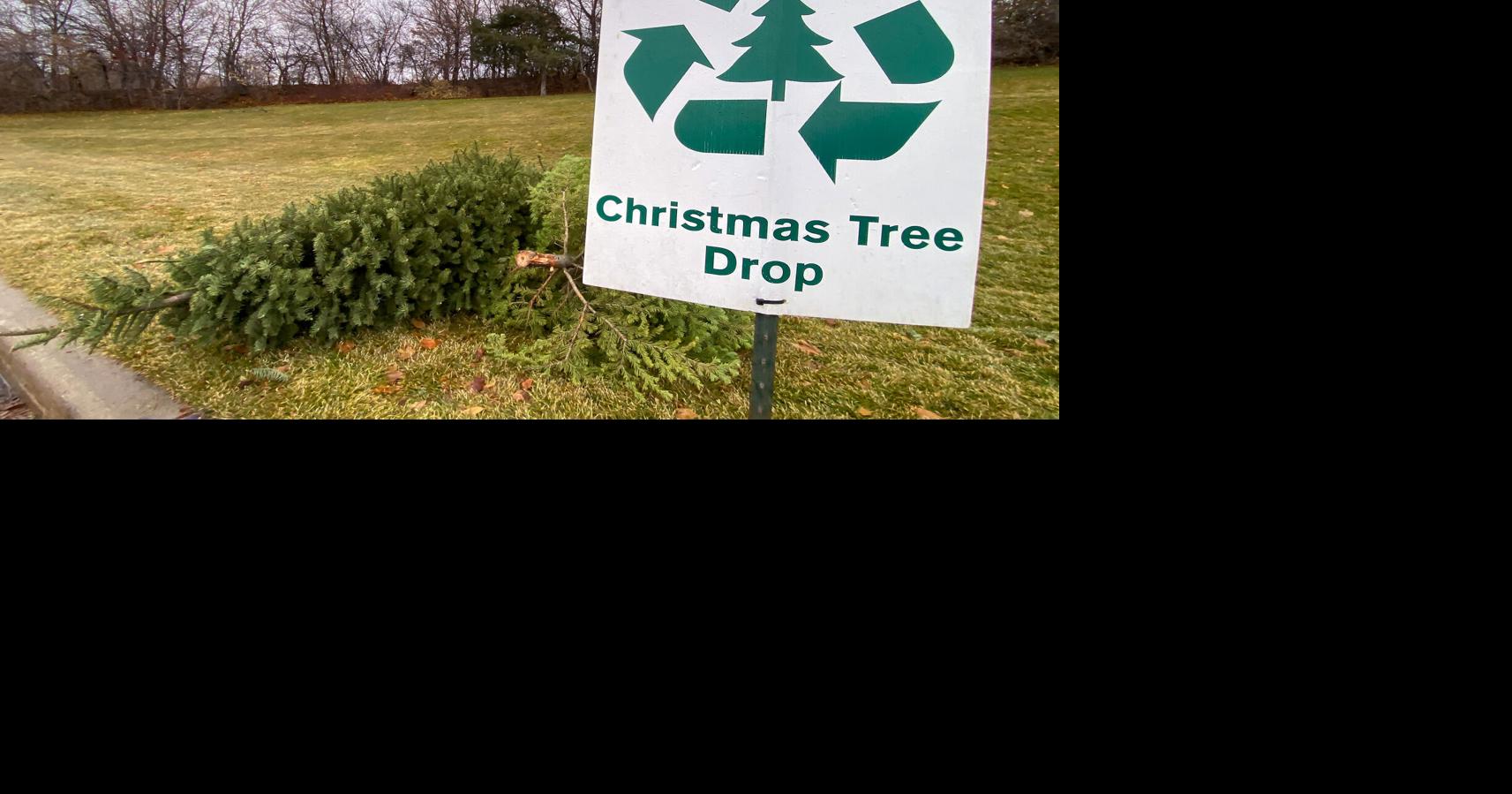 Local cities offers residents drop off sites for live Christmas tree ...