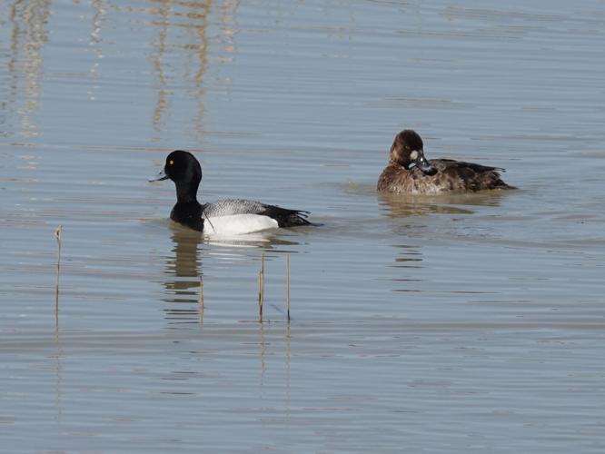 Getting ready for the upcoming duck season | Features | hjnews.com