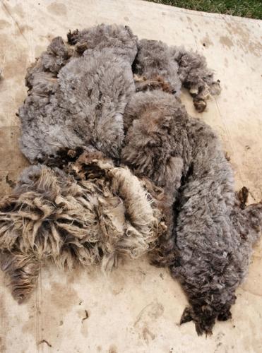 Old-fashioned sheep shearing at the American West Heritage Center ...