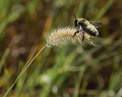 Logan hosts the Annual Orchard Bee Association meeting | Local News ...