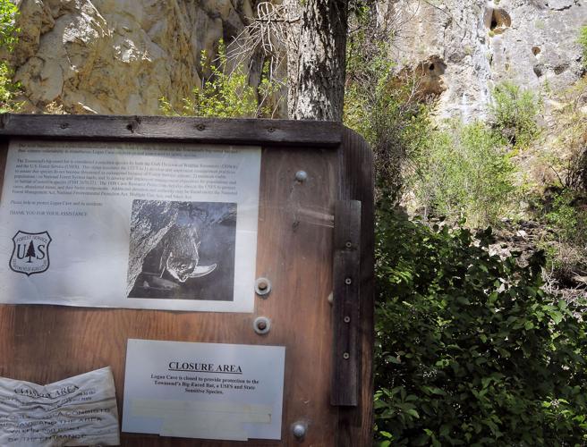 What's Up With That? Logan Cave to remain closed to protect bats ...
