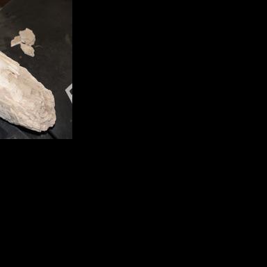 Rare mammoth tusk unearthed in Cub River area | News | hjnews.com