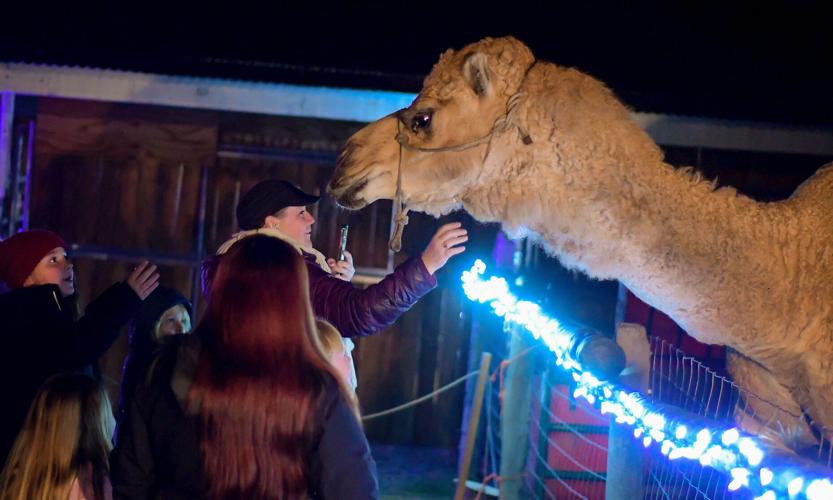 Local families gather at Nibley Morgan Farm for live nativity event ...
