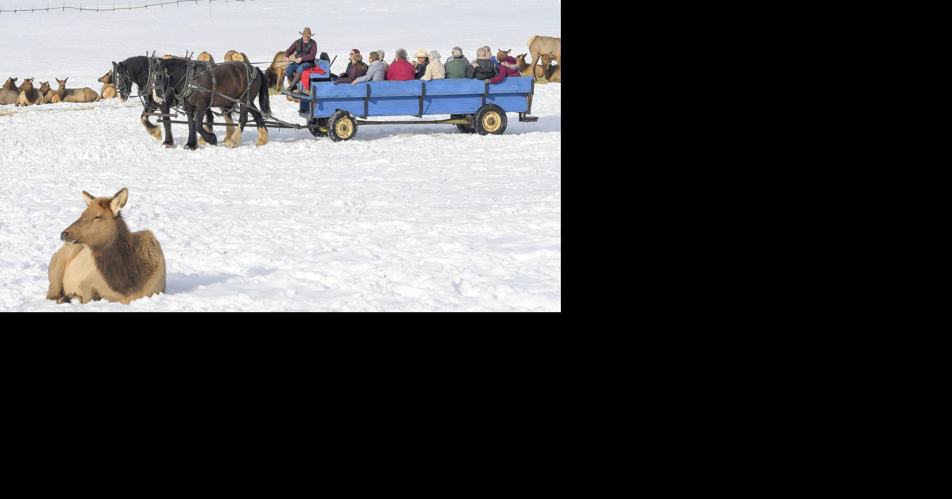 Take a sleigh ride through wild elk at the Hardware WMA beginning Dec ...