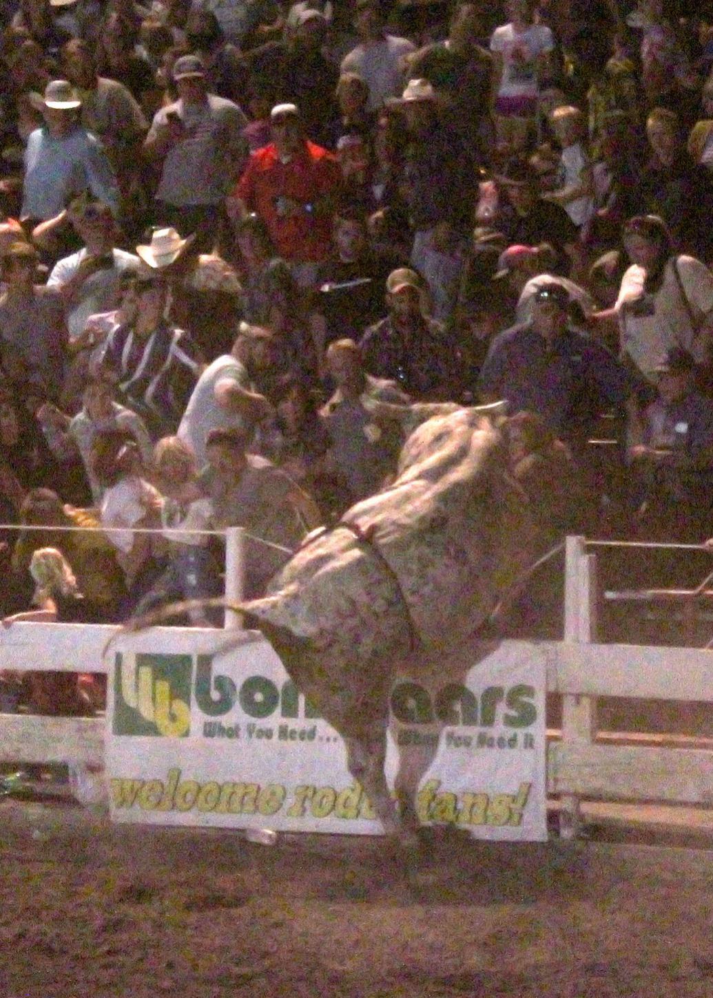 Bull steals Thursday night show | Preston Citizen | hjnews.com
