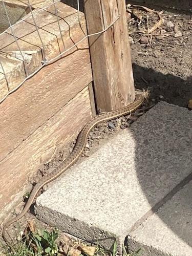 Wildlife specialist shares tips to stay safe around snakes this summer ...