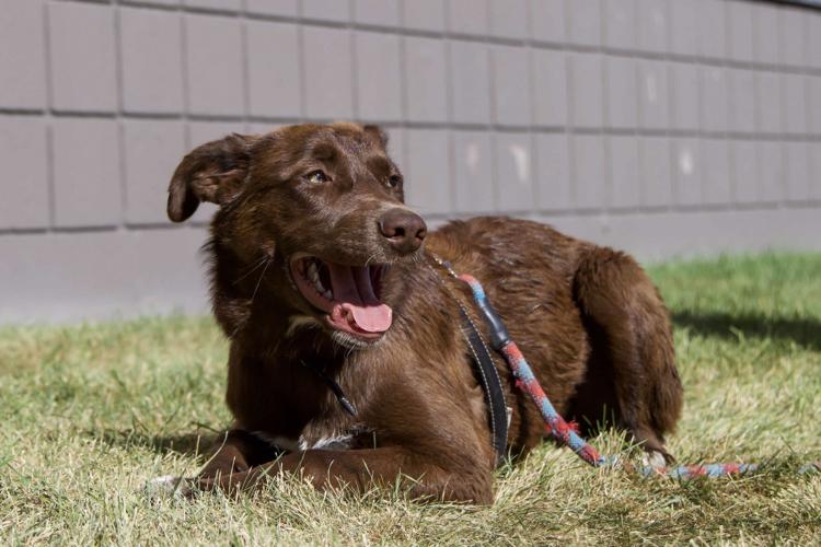 PETS OF THE WEEK | Local News | hjnews.com