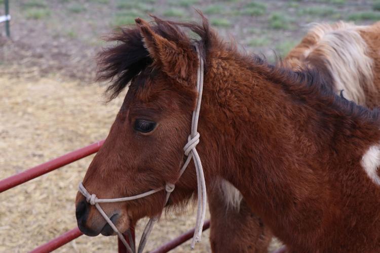'Mini farm' celebrates spring with baby animals, festivities ...