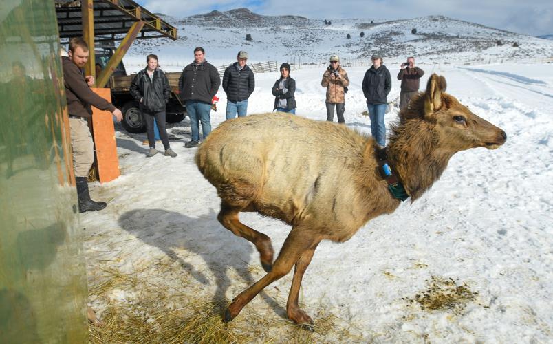 Maintaining a healthy herd: DWR biologists capture and tag elk calves ...