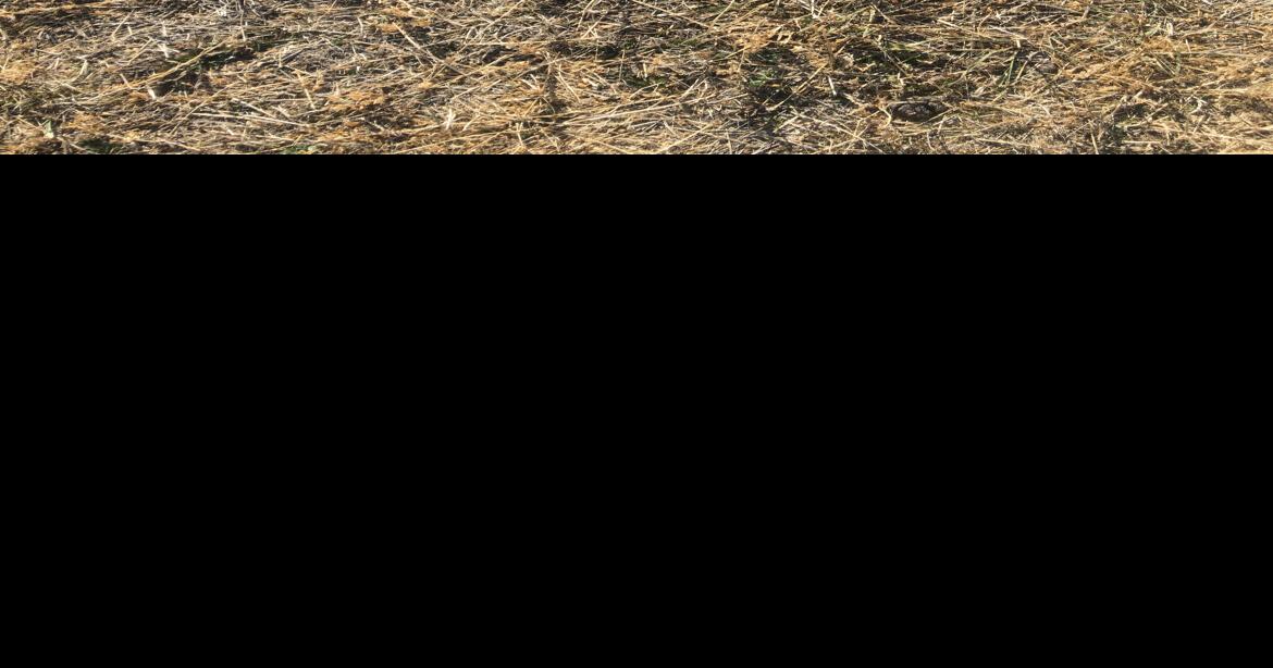 Bald eagle illegally shot in Bear Lake County | Preston Citizen ...