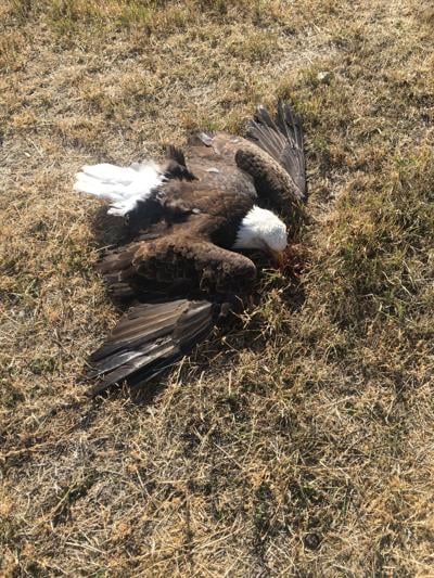 Bald eagle illegally shot in Bear Lake County | Preston Citizen | hjnews.com