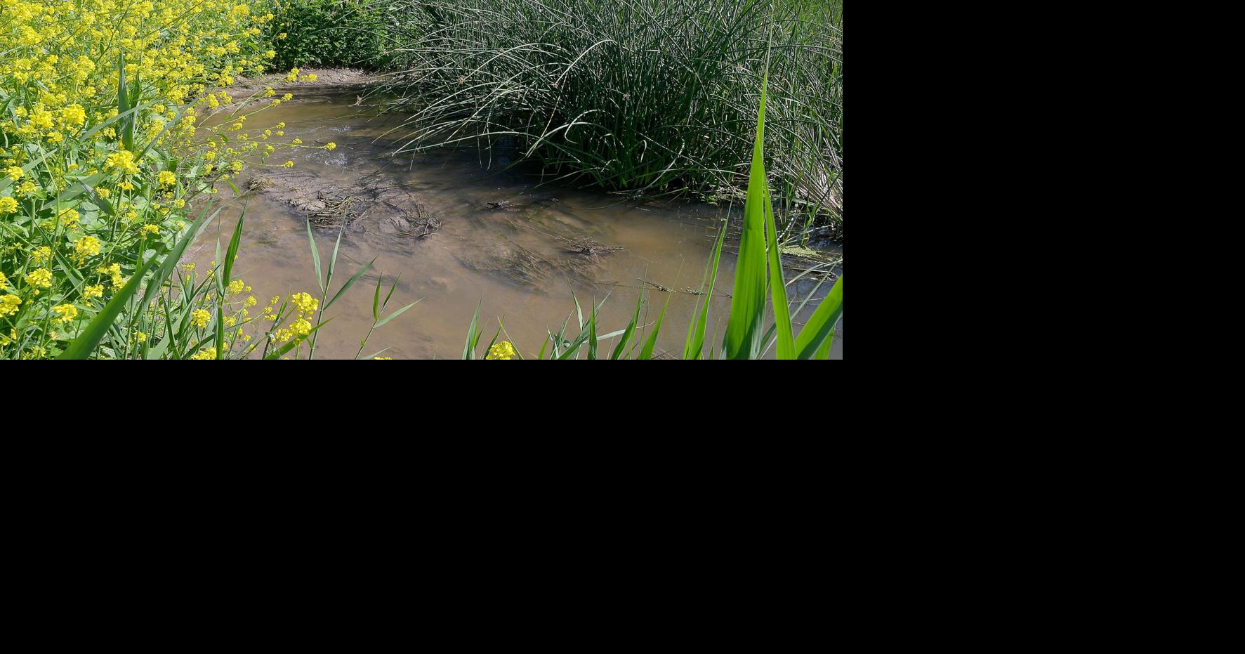 Wetlands damaged at wastewater plant | Allaccess | hjnews.com