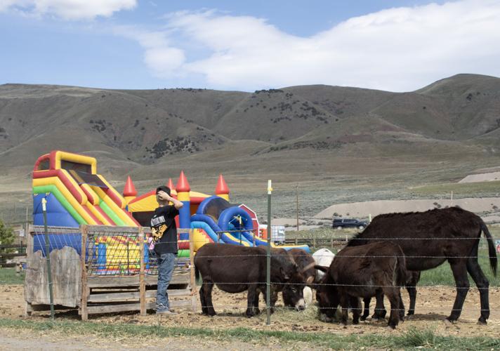Mini Farm Spring Festival returns to Evan Acres | Local | hjnews.com