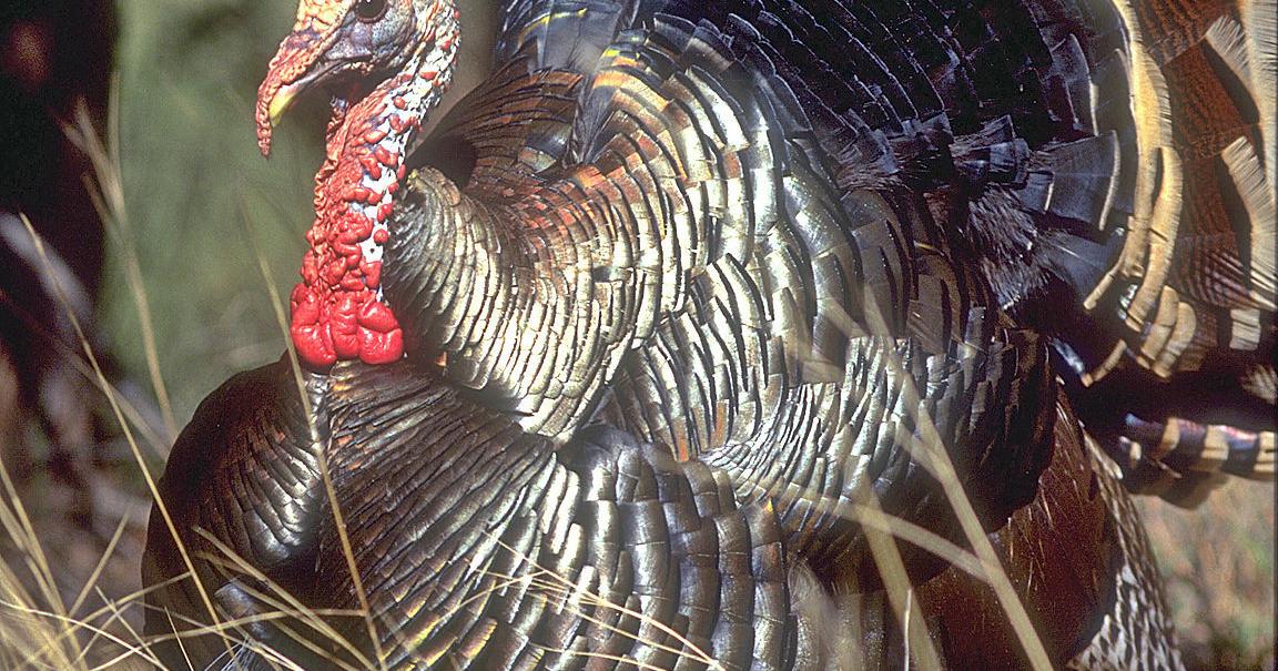 Utah's turkey population continues to thrive | Logan Hj | hjnews.com