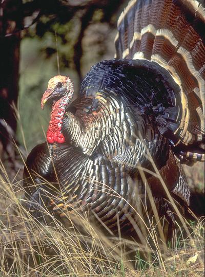 Utah's turkey population continues to thrive | Logan Hj | hjnews.com