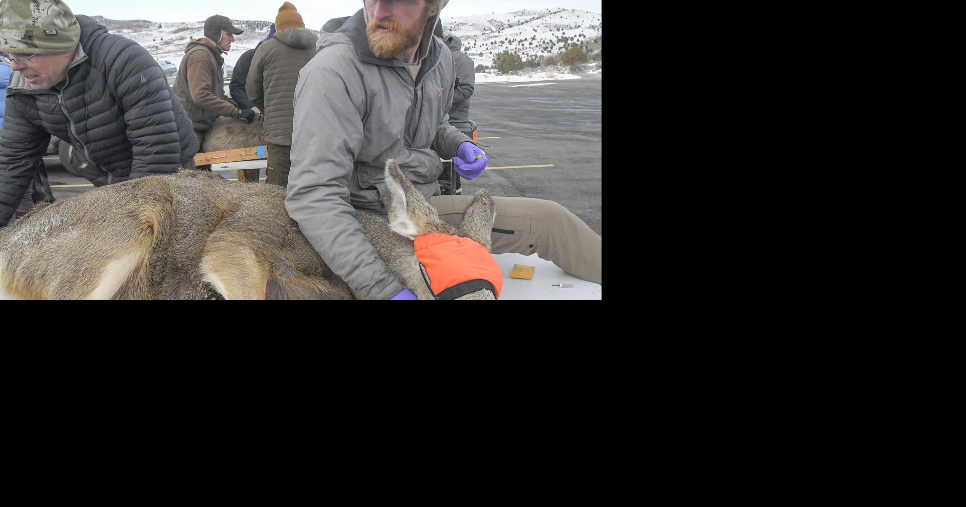 The Utah Division of Wildlife Resources performs annual deer-collaring ...