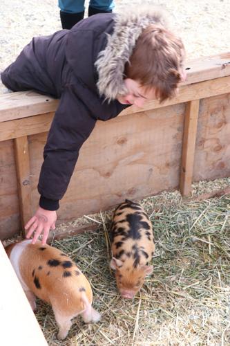 'Mini farm' celebrates spring with baby animals, festivities ...
