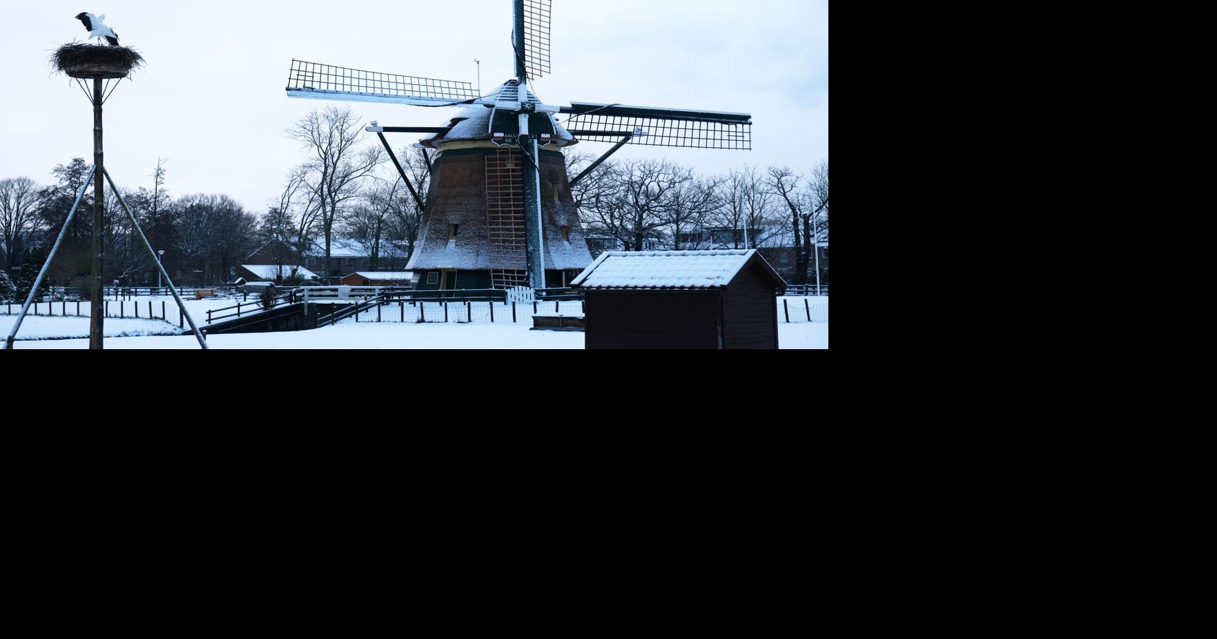 wind trees in the netherlands