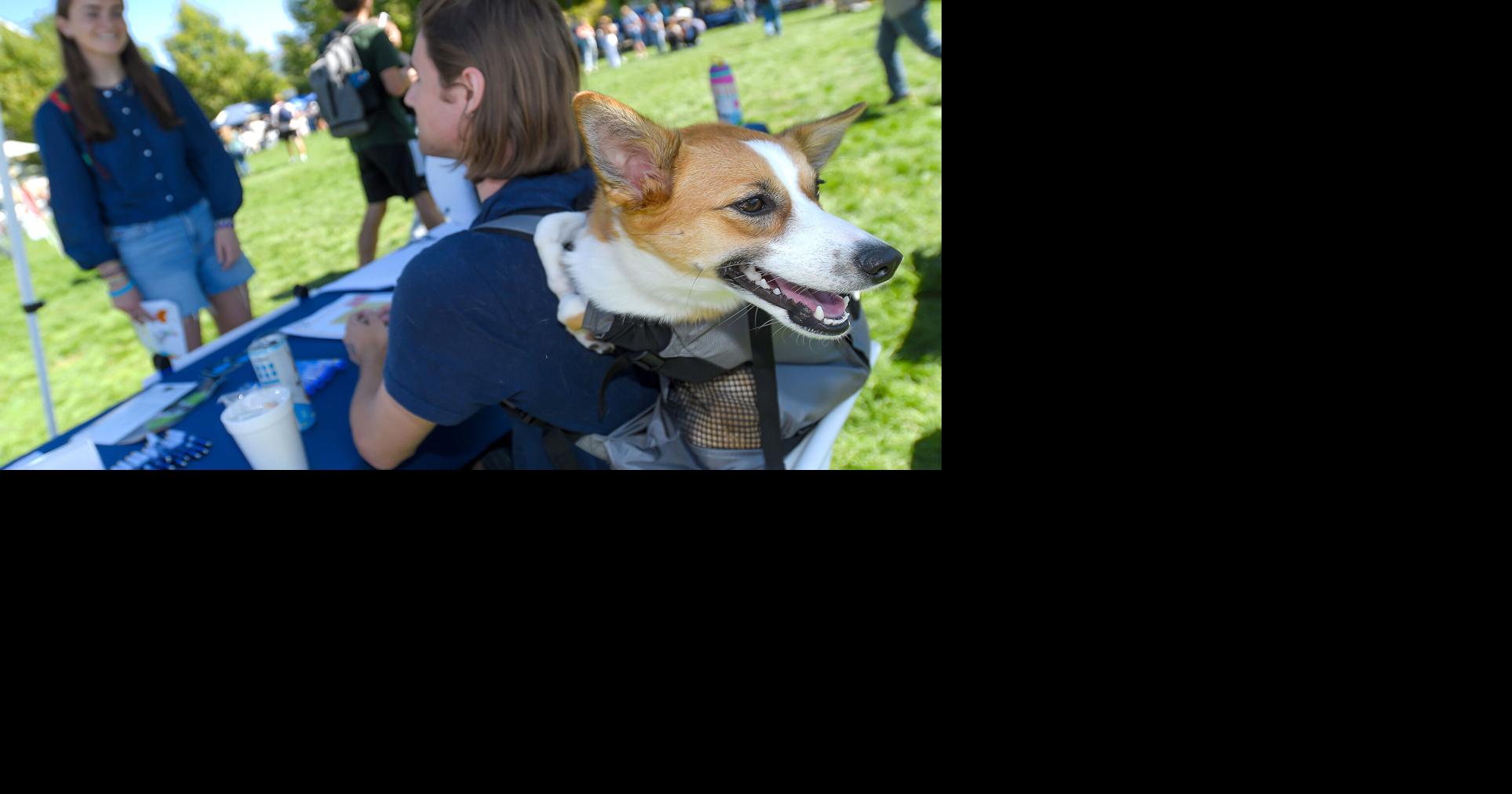 USU Day on the Quad connects students and the community | Education ...