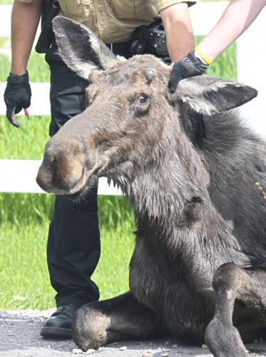 Moose draws crowd, tranquilizer dart in North Logan | Allaccess ...