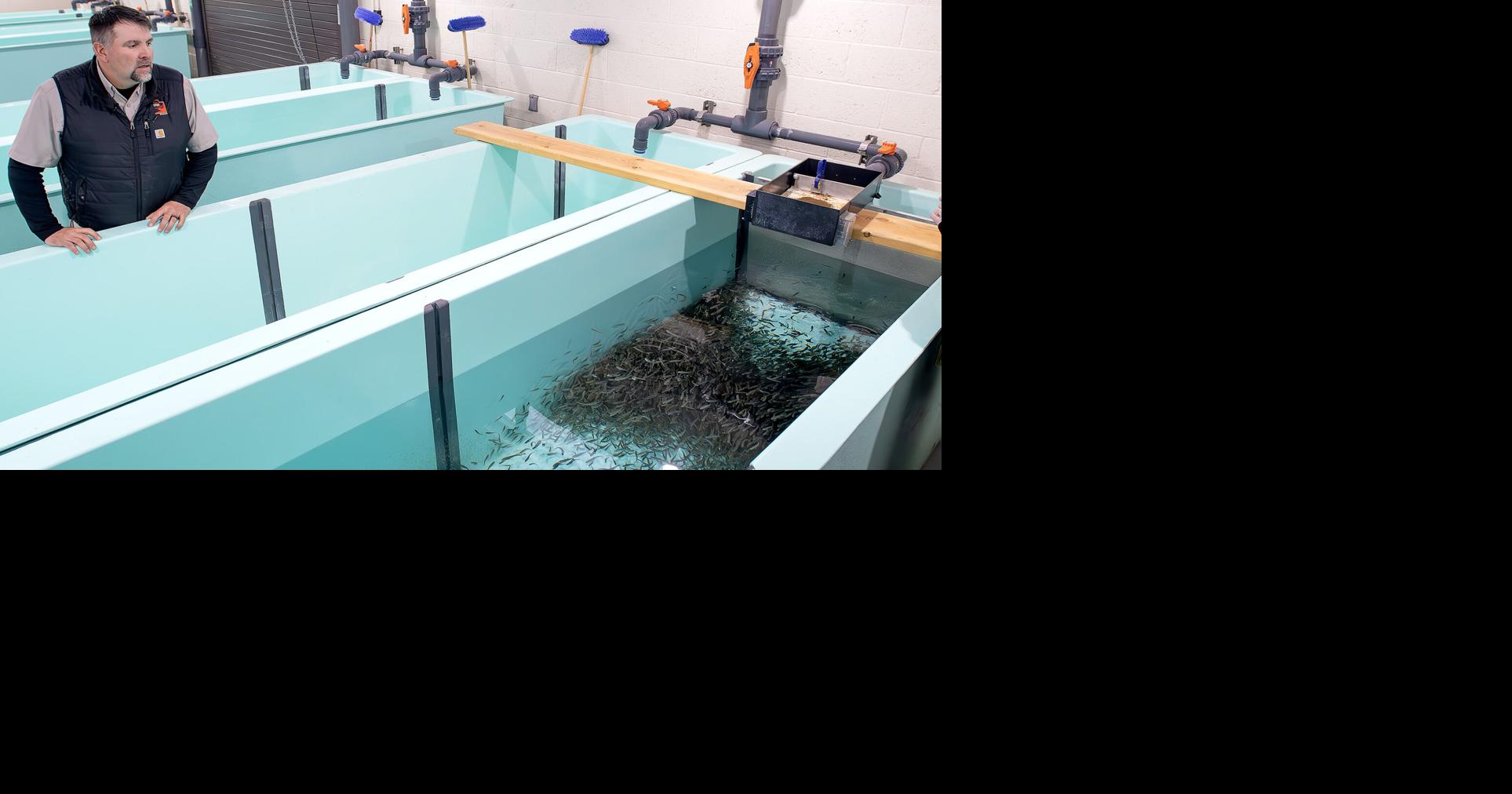 One fish, Mantua fish, red fish, blue fish | News | hjnews.com