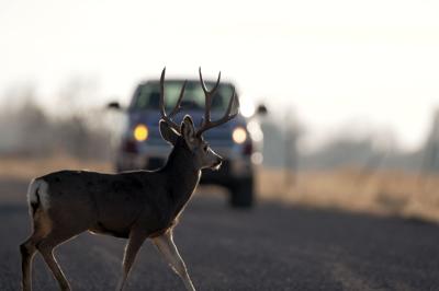 November is the top month for deer-vehicle collisions | Tremonton ...