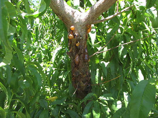 Gummosis can be fatal | Preston Citizen | hjnews.com