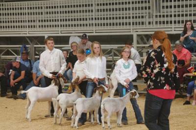 The other red meat: Market goats make debut at Box Elder County Fair ...
