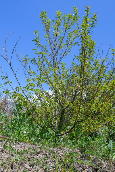 Restoring Navajo heritage: USU's permaculture garden highlights Navajo ...