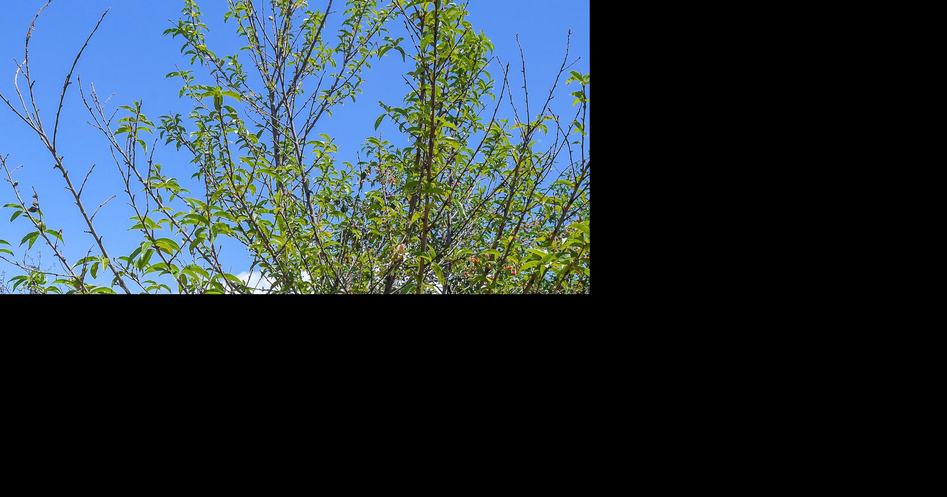 Restoring Navajo heritage: USU's permaculture garden highlights Navajo ...