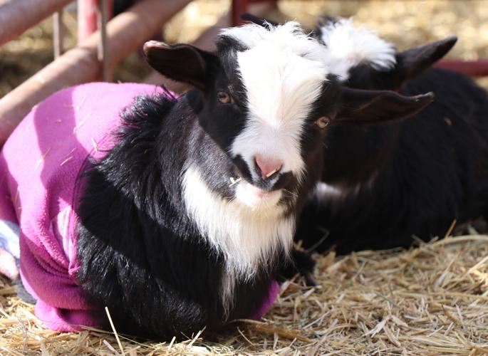 'Mini farm' celebrates spring with baby animals, festivities ...